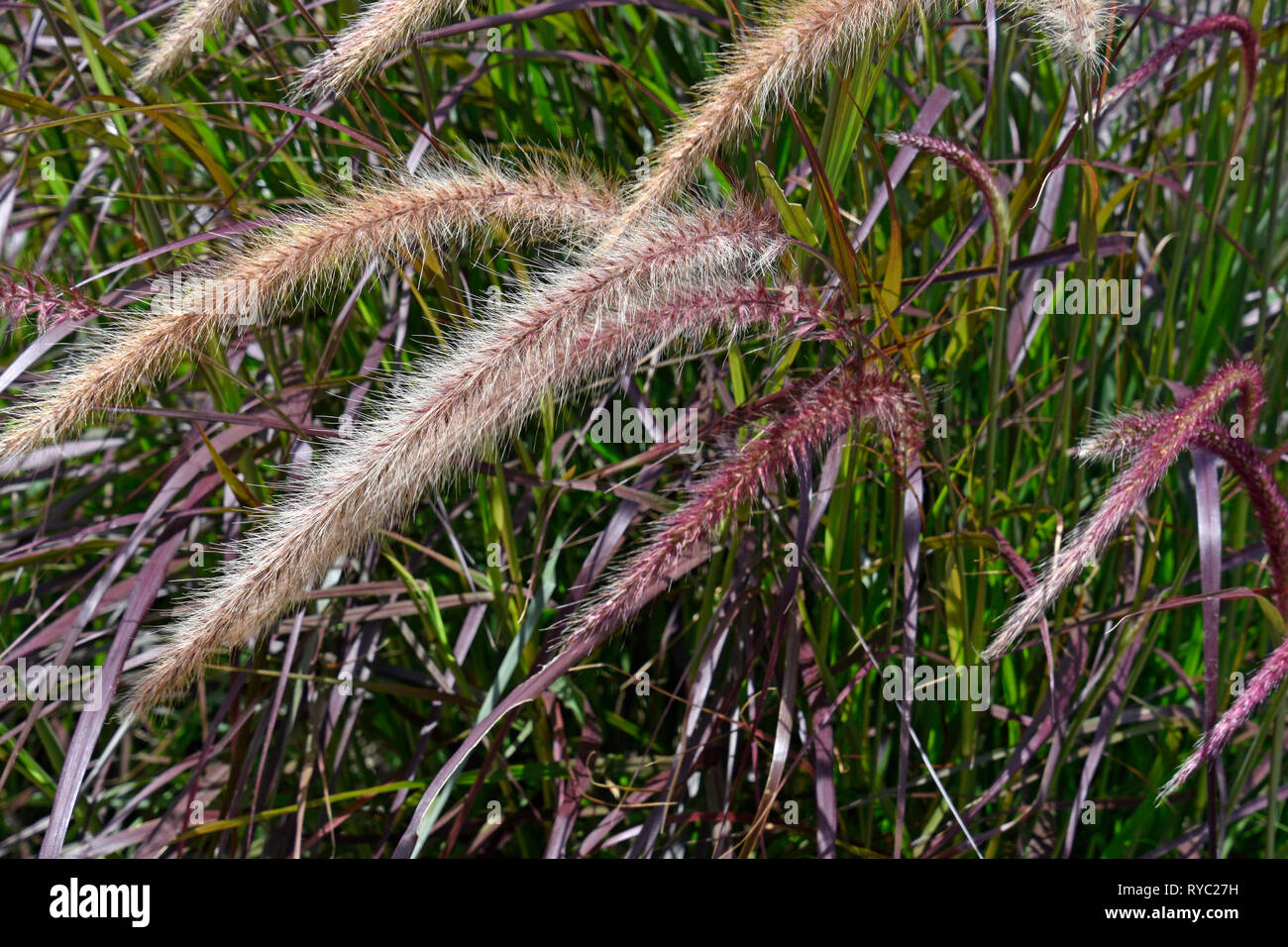 PURPLE GRASS, GARDEN PLANT Stock Photo - Alamy
