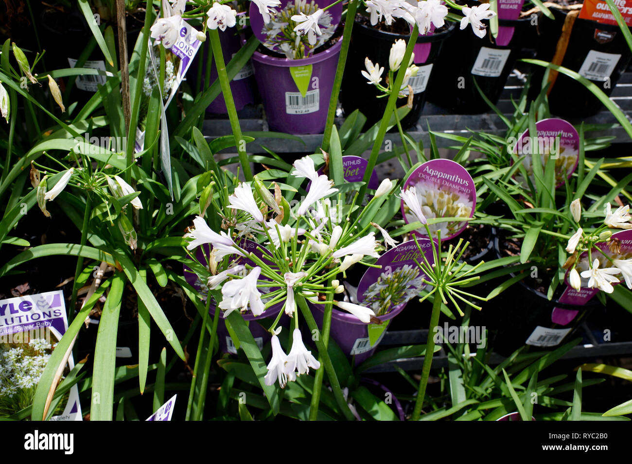 FLORA IN AUSTRALIA Stock Photo - Alamy
