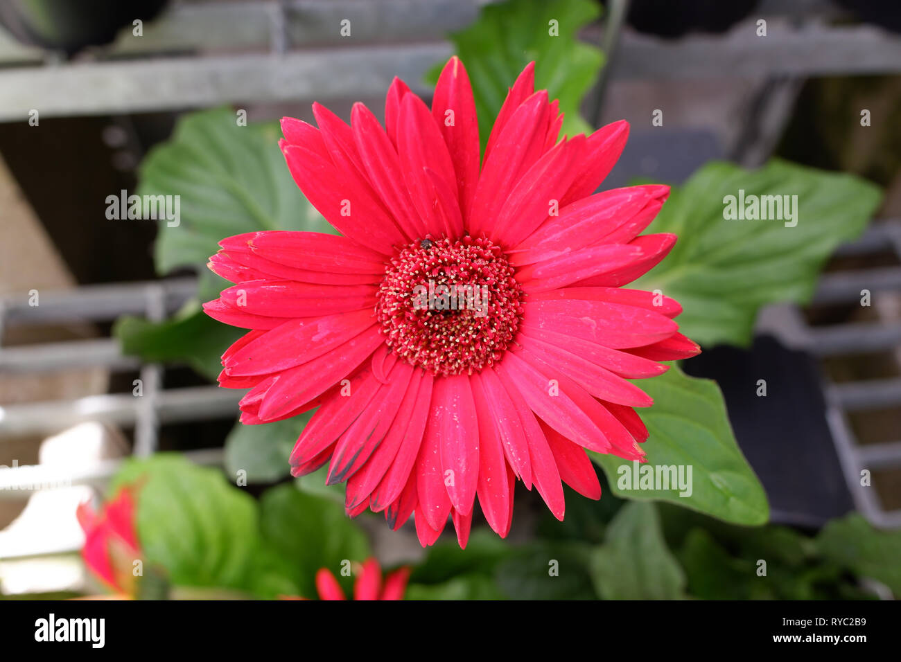 GERBERA BEAUTIFUL BRIGHT GARDEN FLOWERS Stock Photo - Alamy