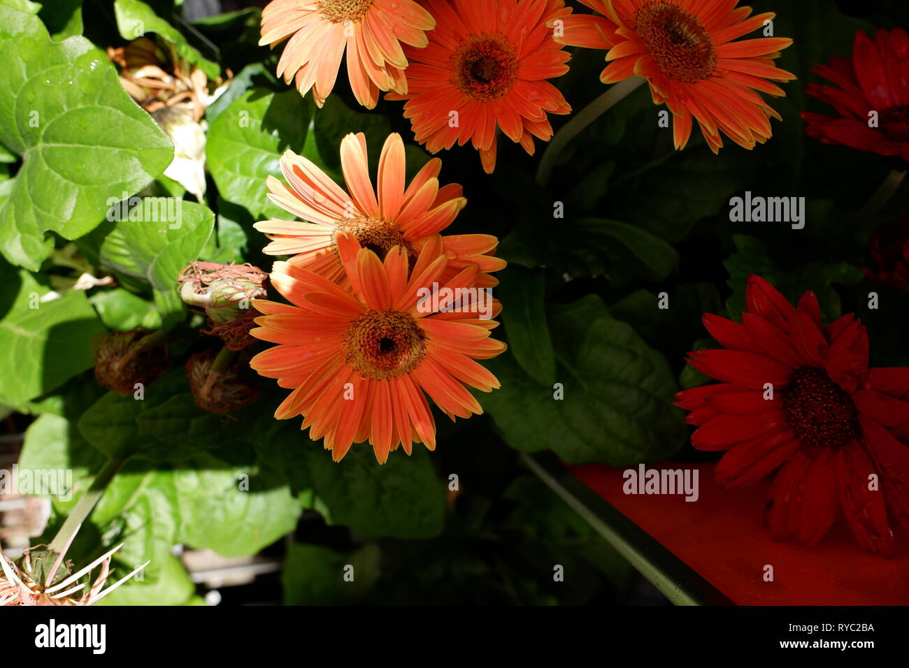 Beautiful bright gerbera flowers hi-res stock photography and images ...