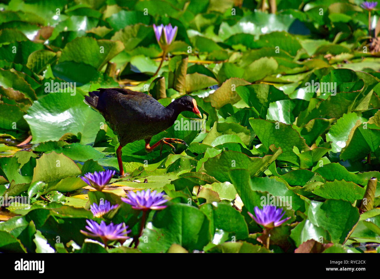 AUSTRALIAN SWAMP HEN, PURPLE SWAMPHEN, and Brasenia schreberi Stock ...