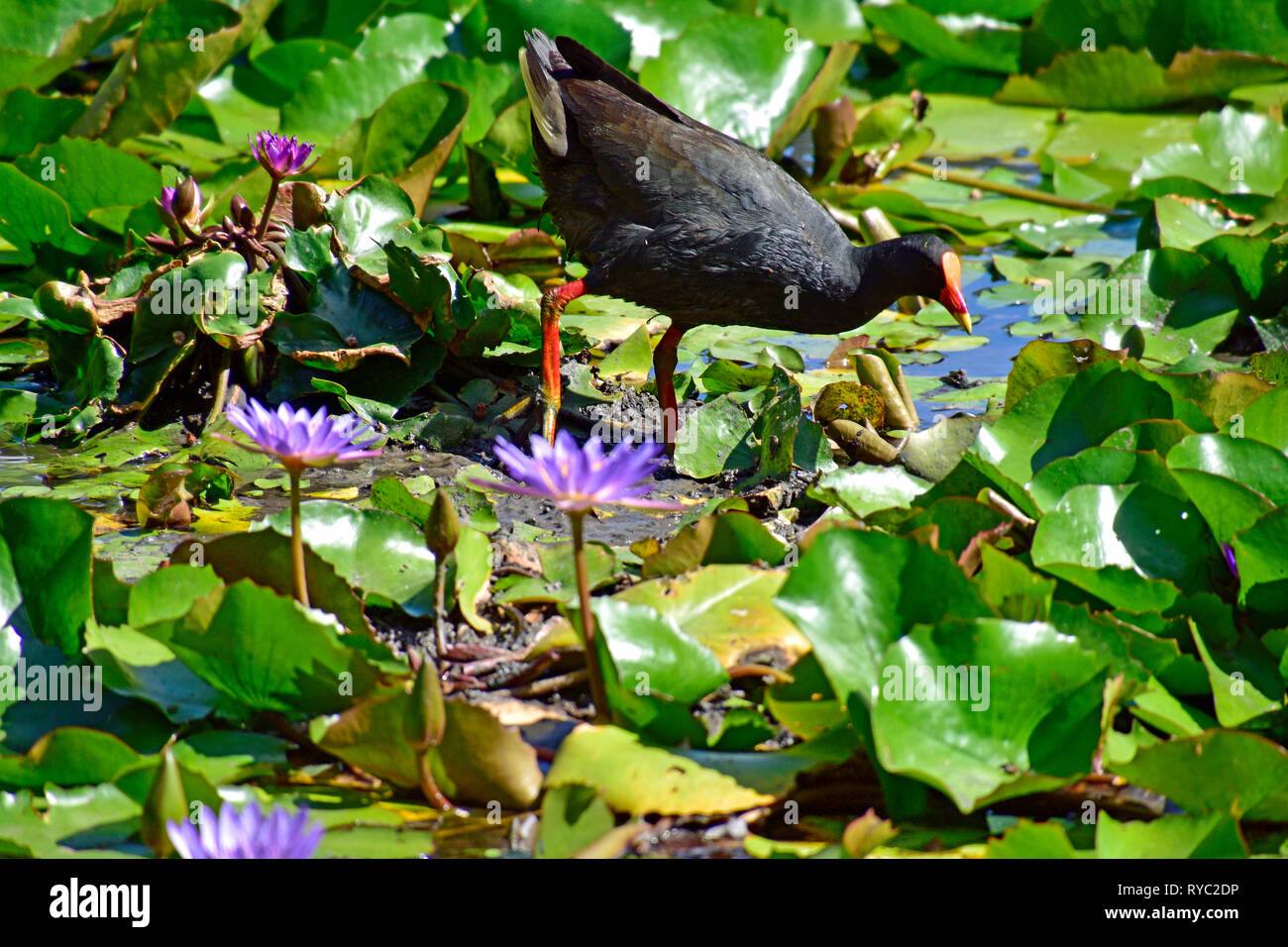 AUSTRALIAN SWAMP HEN, PURPLE SWAMPHEN, and Brasenia schreberi Stock ...