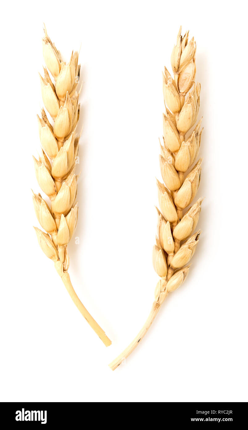 Wheat ears isolated on white background Stock Photo - Alamy