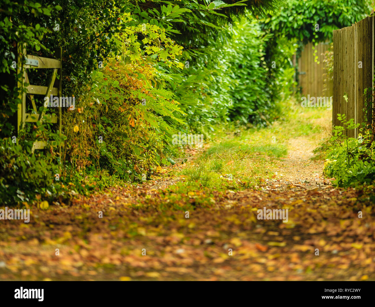 Nature summer landscape. Countryside view and rustic gate in England ...