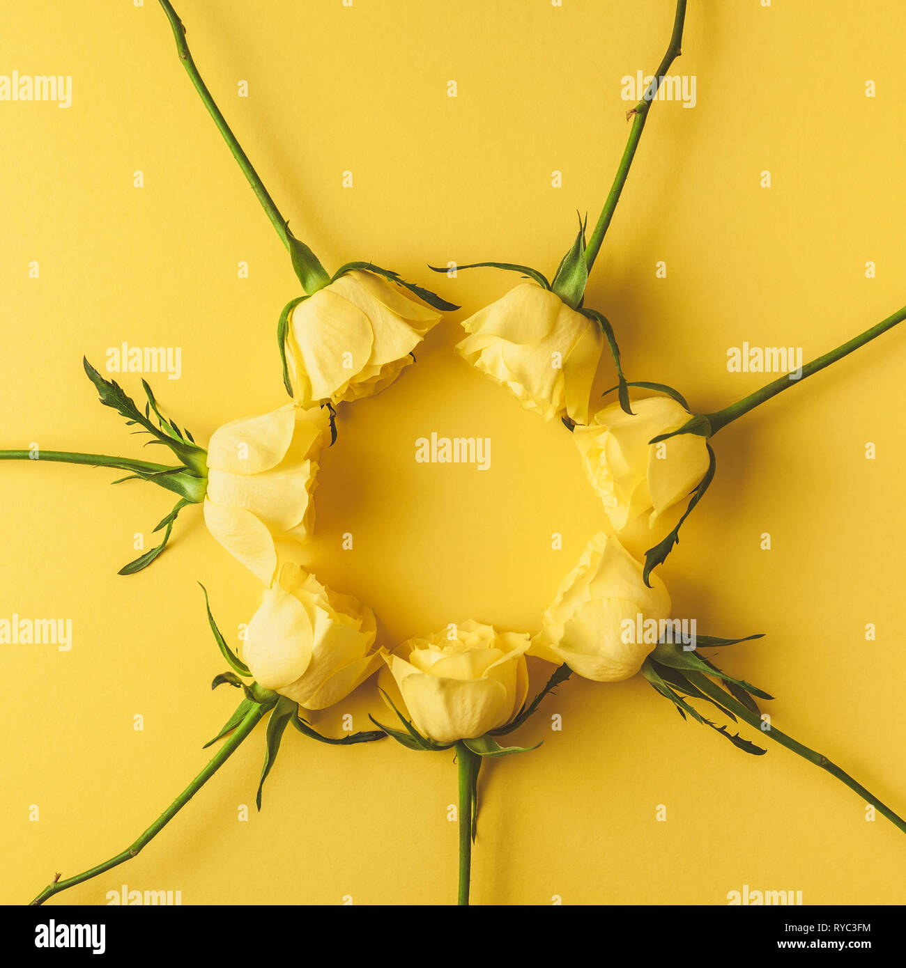 Creative top view flat lay fresh yellow roses composition with copy ...