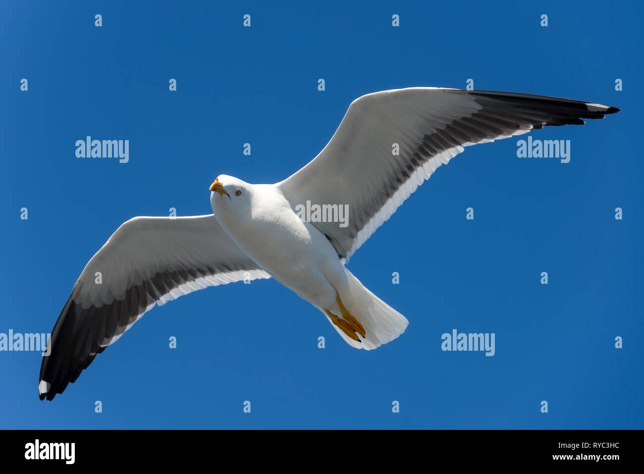 Sea gull soars in the sky above the sea Stock Photo - Alamy
