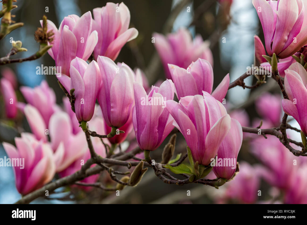 Beautiful texture of magnolio flowers (magnolia soulangeana) over blue ...