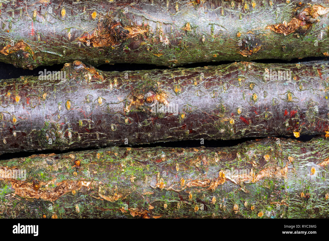 Texture with plum and moss branches (collection of vegetal and natural ...