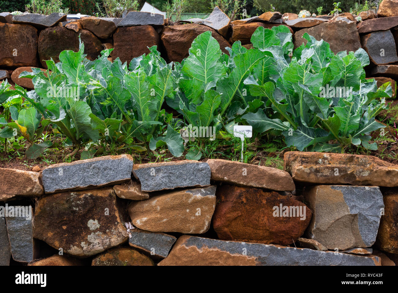 Cauliflower plants growing in a raised vegetable garden bordered with ...