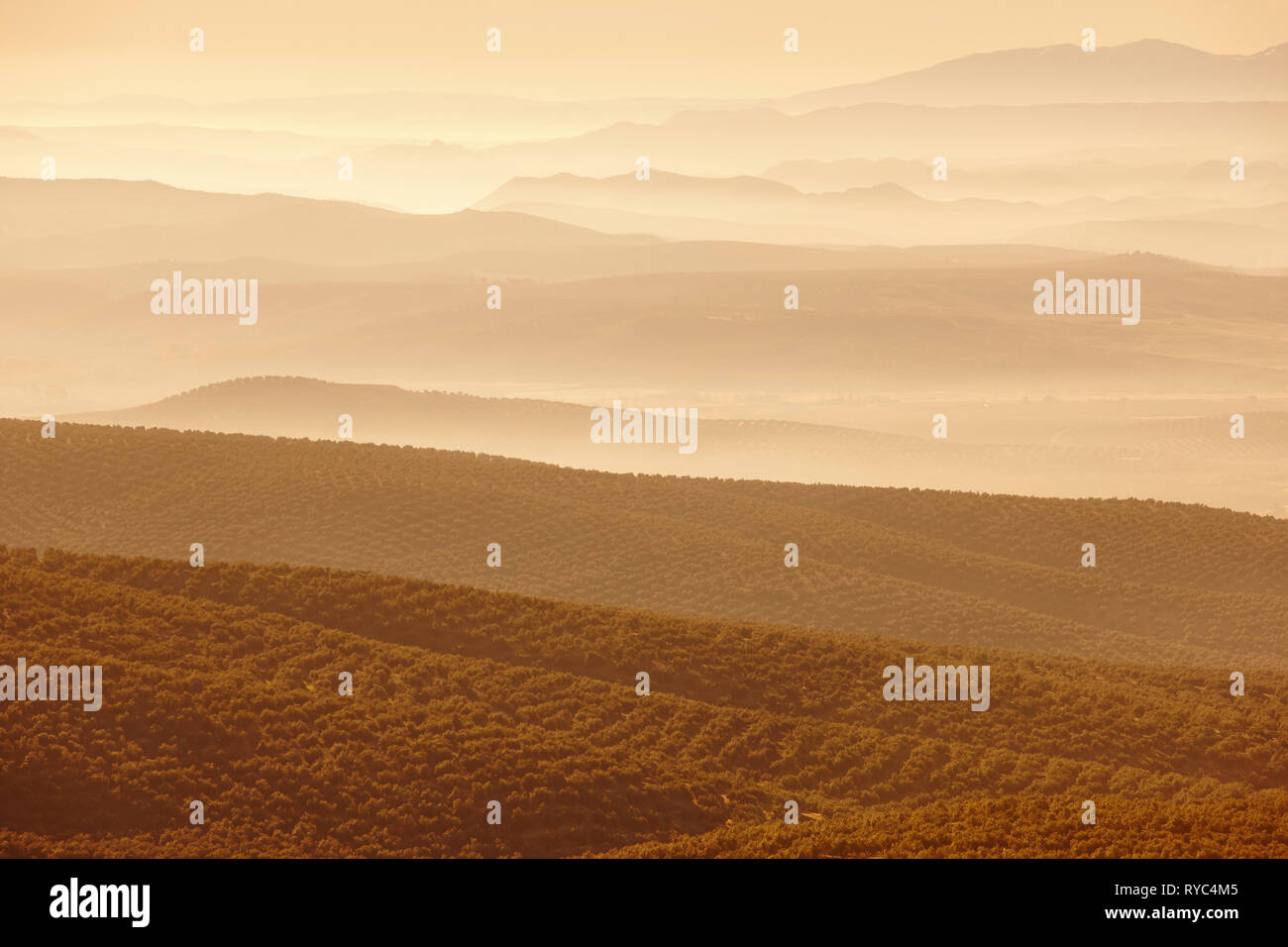 Olive tree fields in Andalusia. Spanish agricultural harvest landscape ...