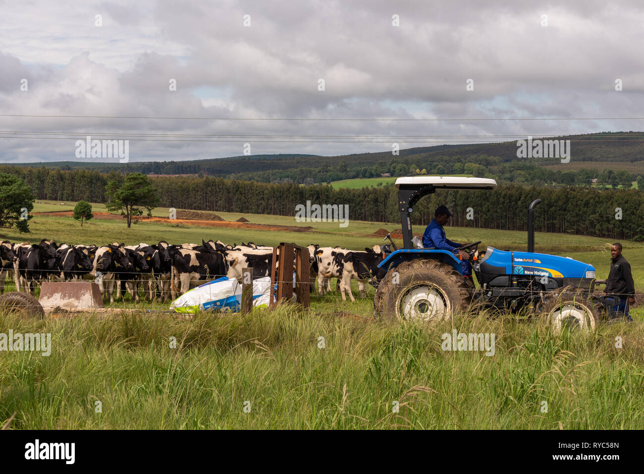 Industrial cattle farmers hi-res stock photography and images - Alamy