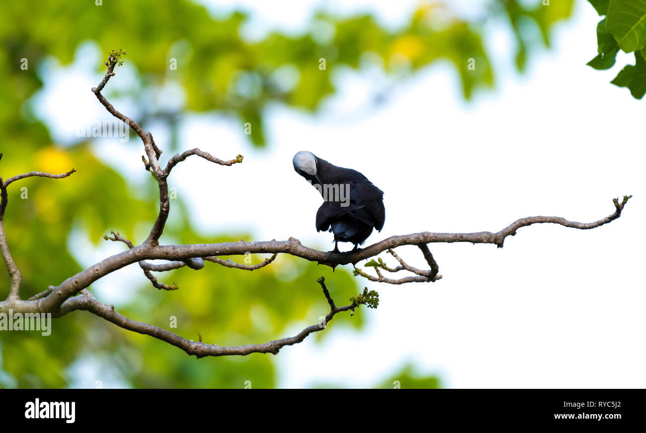Black noddy tern hi-res stock photography and images - Alamy