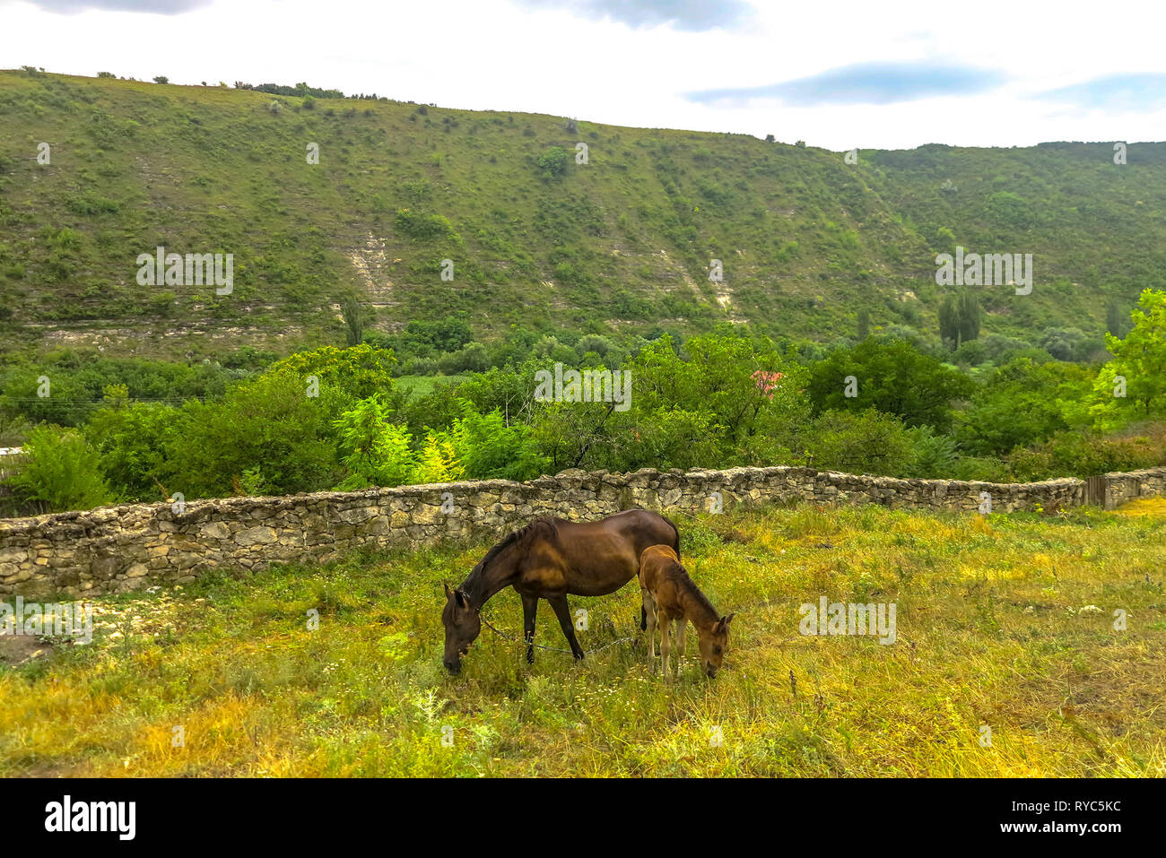 Orheiul Vechi Village Ancient City Historical Complex Horses Grazing ...