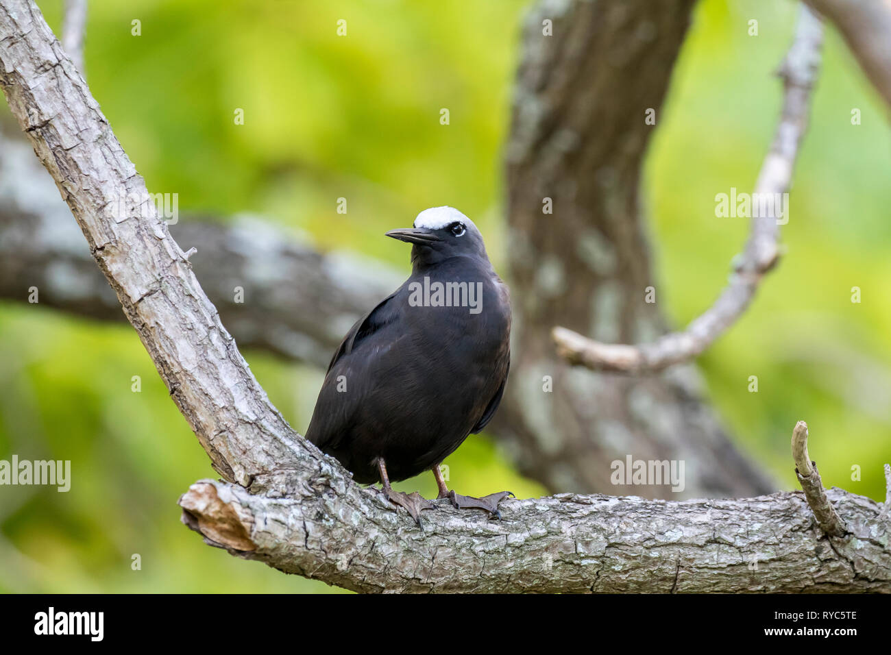Noddy tern hi-res stock photography and images - Alamy