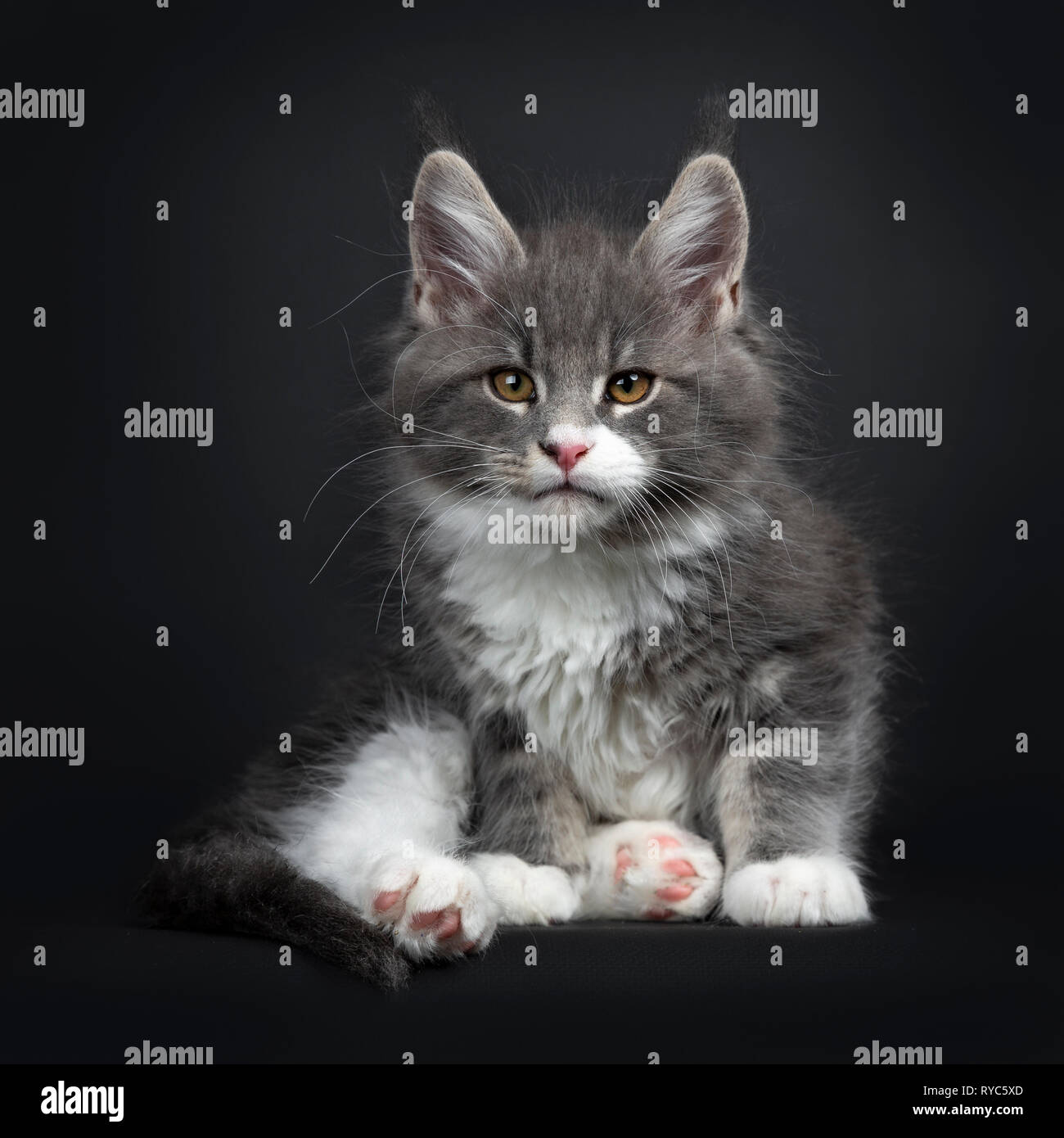 Cute fluffy blue with white Maine Coon cat kitten, sitting on behind ...