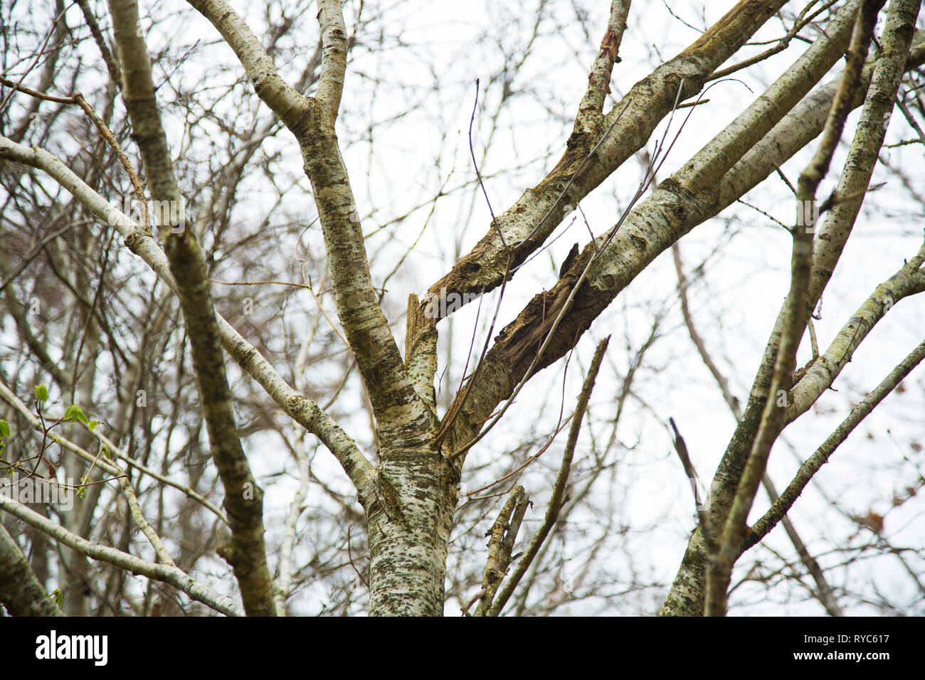 Deciduous trees damaged by Grey Squirrels Devon UK Stock Photo - Alamy