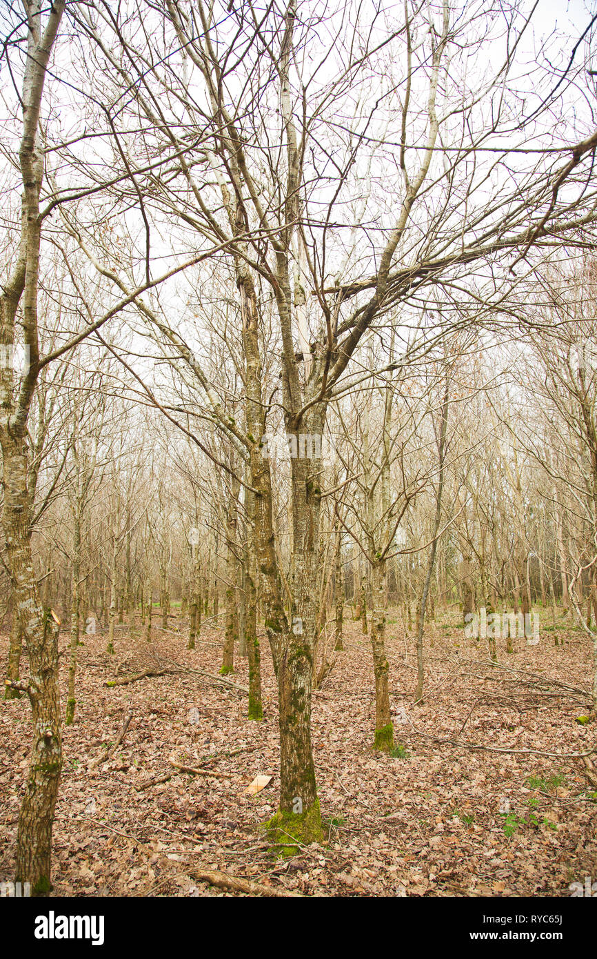 Deciduous trees damaged by Grey Squirrels Devon UK Stock Photo - Alamy
