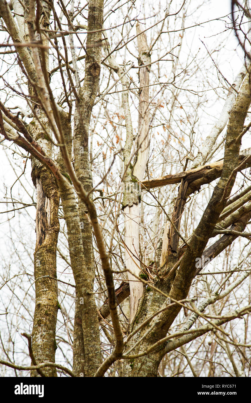 Deciduous trees damaged by Grey Squirrels Devon UK Stock Photo - Alamy
