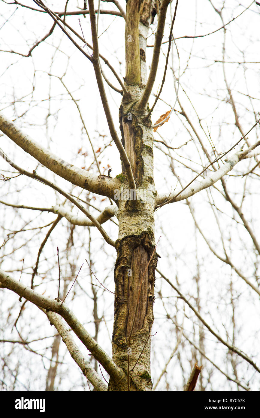 Deciduous trees damaged by Grey Squirrels Devon UK Stock Photo - Alamy