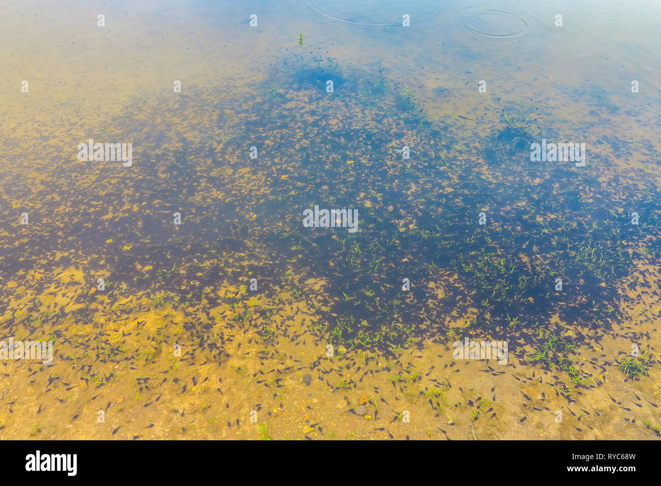 Tadpole legs tail swimming in hi-res stock photography and images - Alamy