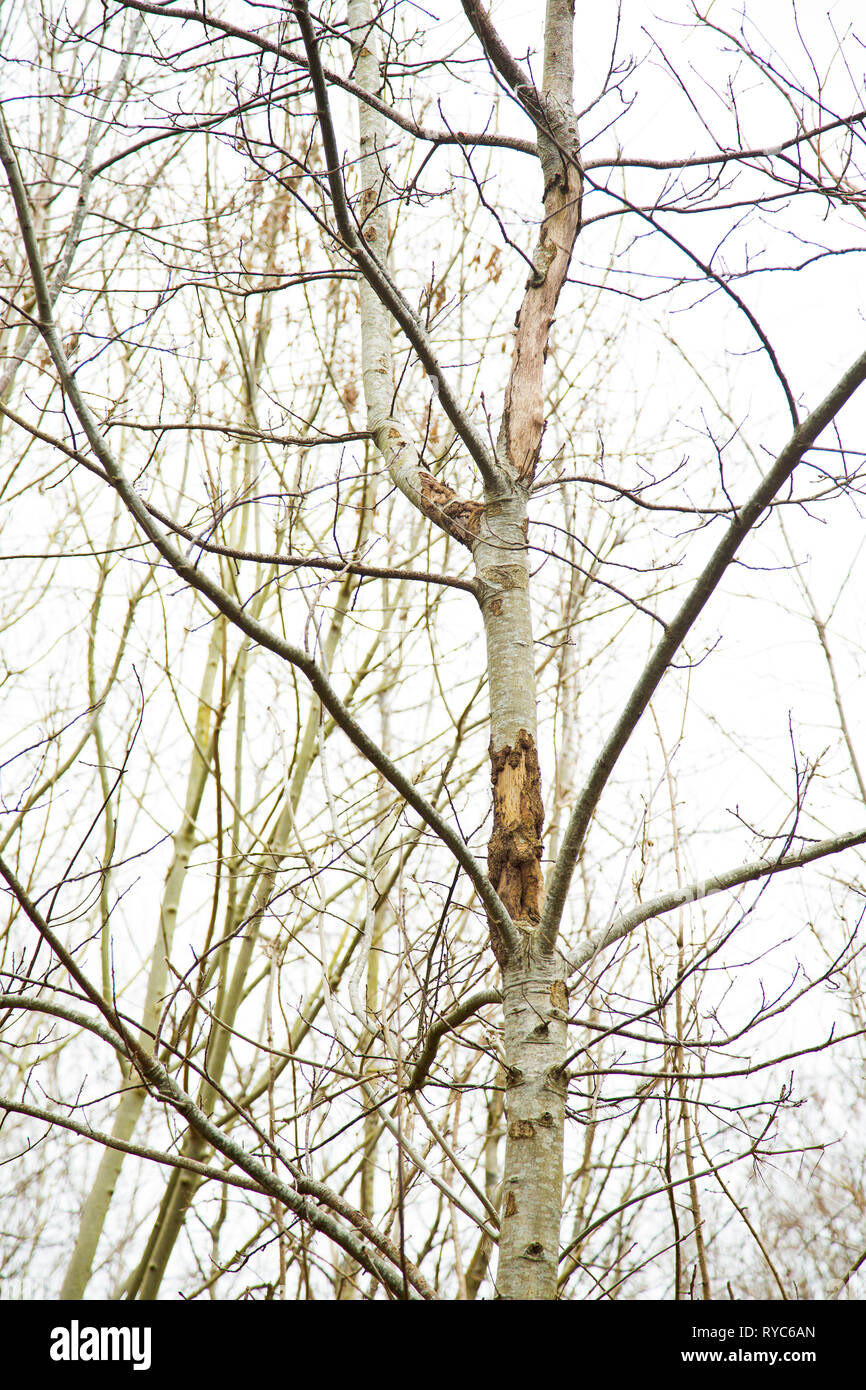Deciduous tree species hi-res stock photography and images - Alamy