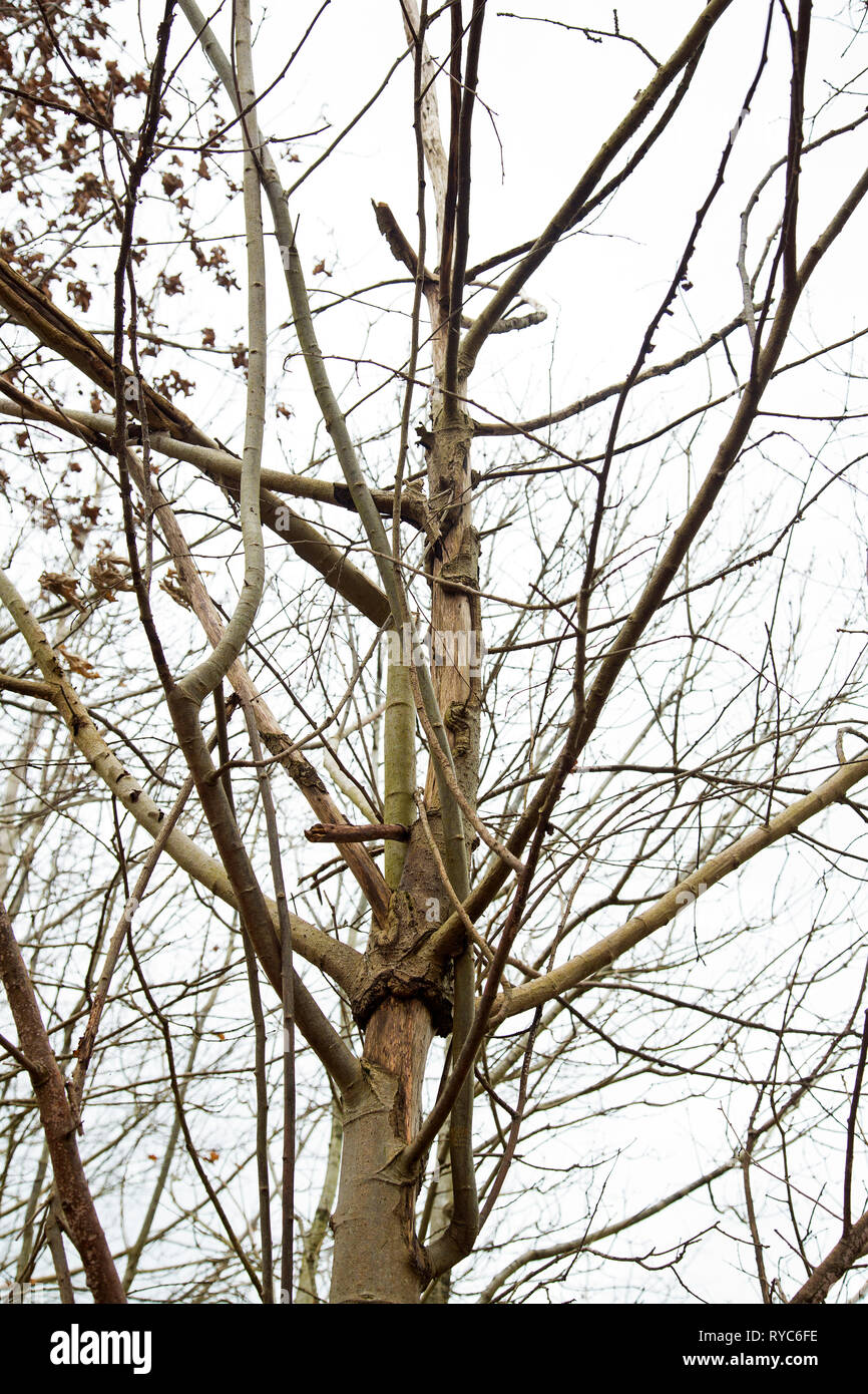 Deciduous trees damaged by Grey Squirrels Devon UK Stock Photo - Alamy