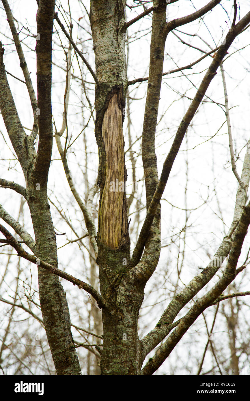 Deciduous trees damaged by Grey Squirrels Devon UK Stock Photo - Alamy