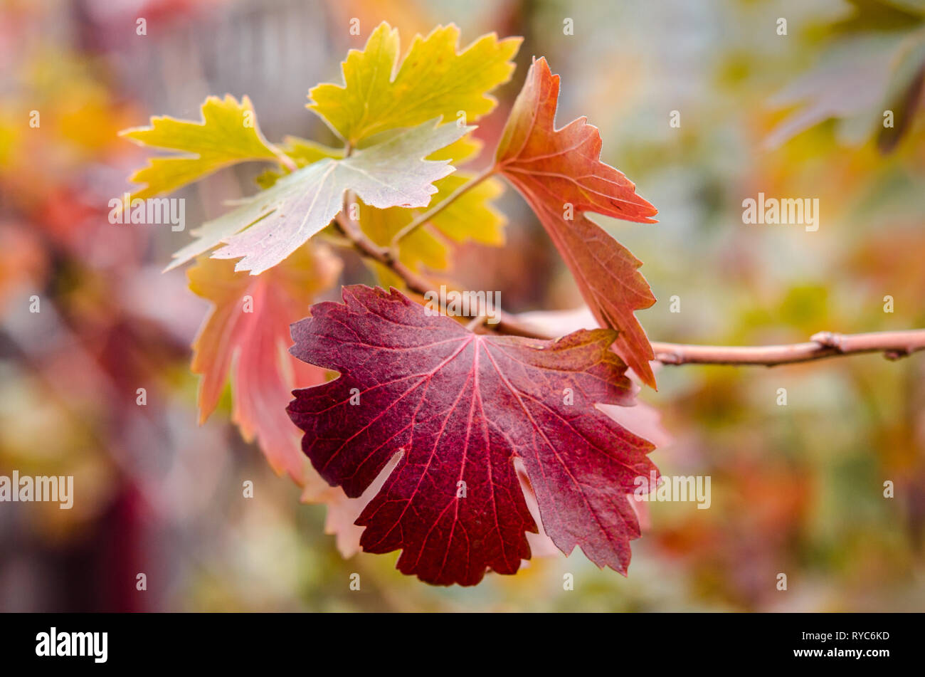 Multi-colored leaves of gooseberry. Autumn colors of wildlife. Natural ...