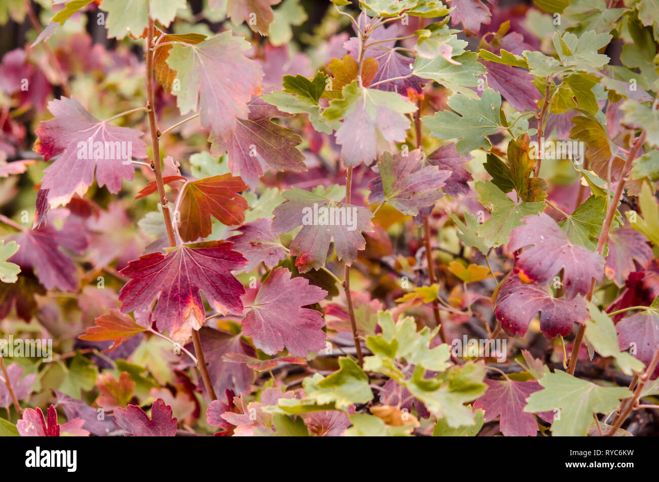 Multi-colored leaves of gooseberry. Autumn colors of wildlife. Natural ...