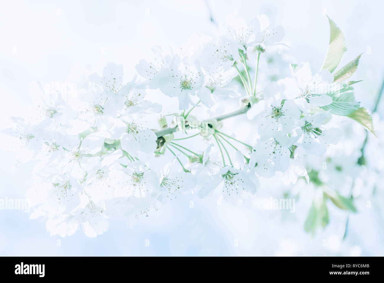 Cherry blossom in british orchard in spring.Twig with delicate small ...