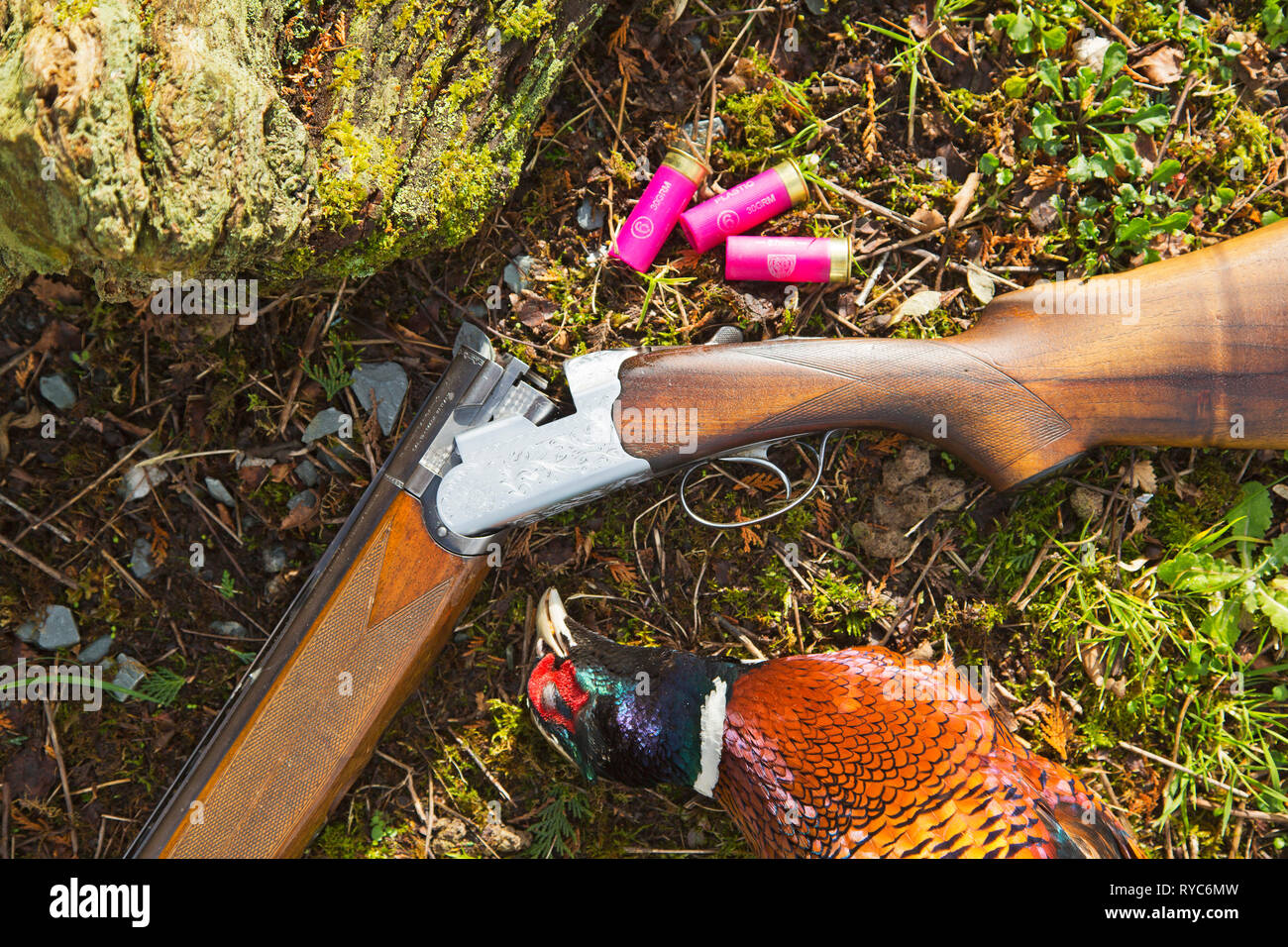 Dead pheasant and shot gun still life Stock Photo - Alamy
