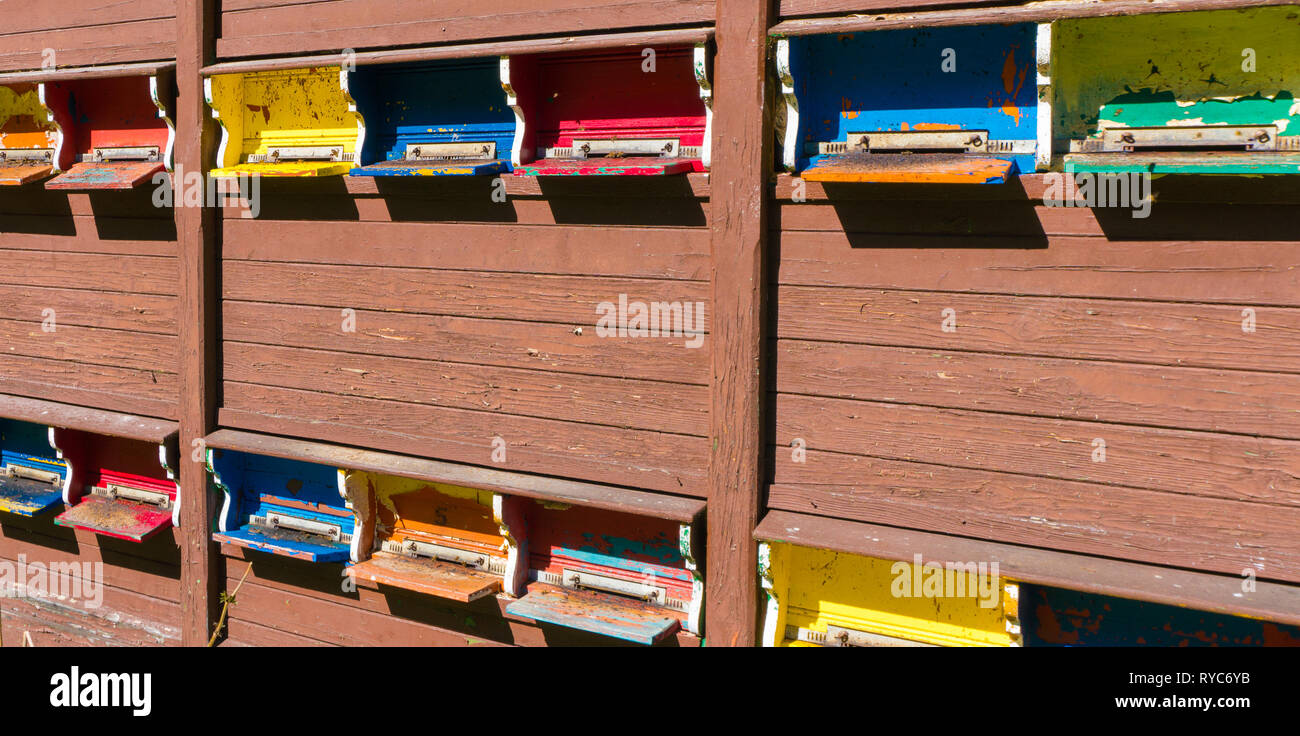 bee hives and entry doors in many colors in a beehive beehouse Stock ...