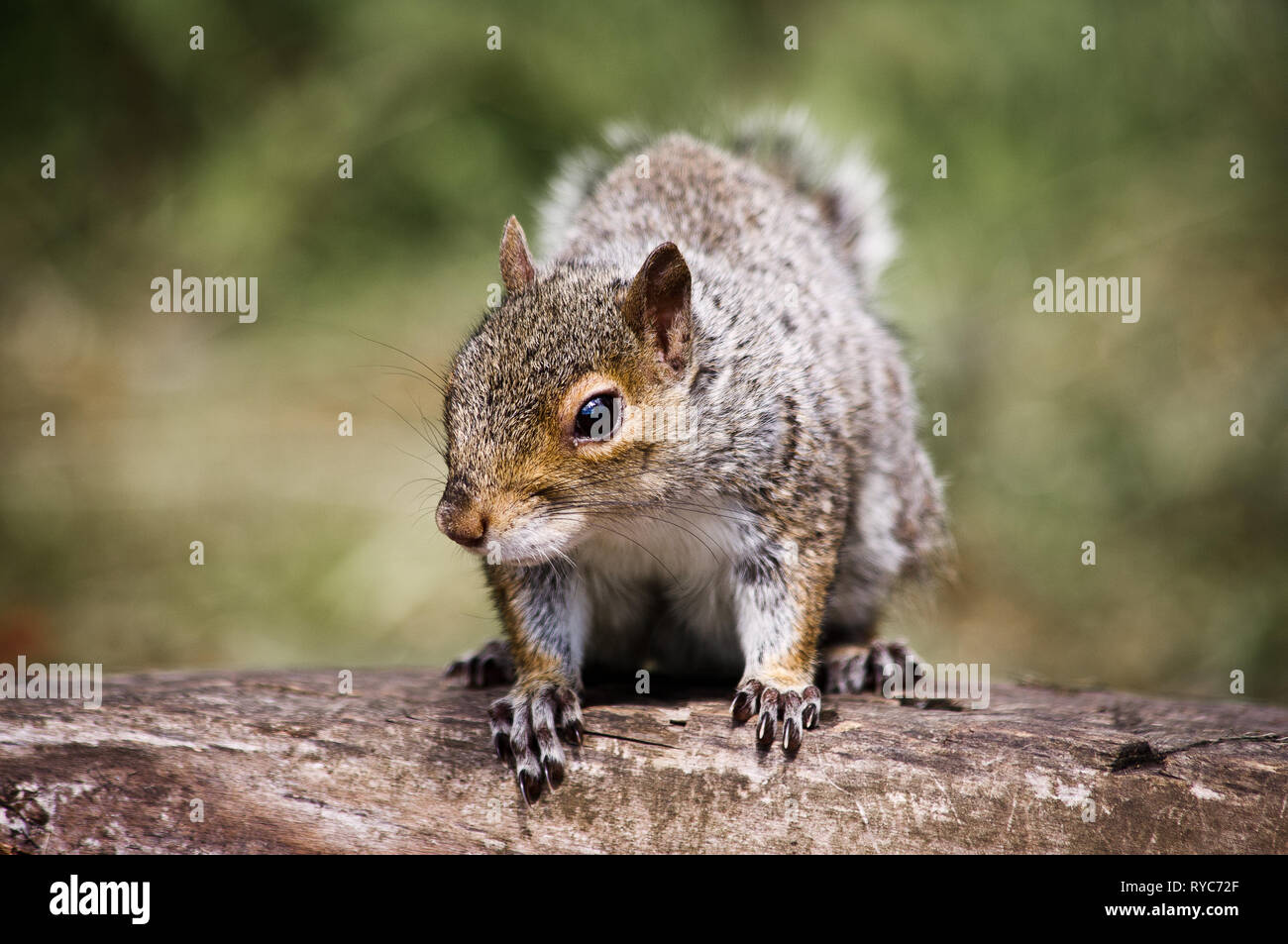 A grey squirrel on a log facing the viewer Stock Photo - Alamy