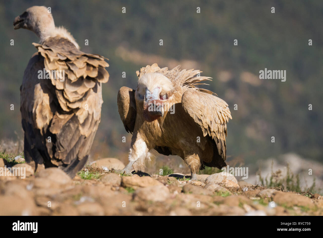 Vultures from spain hi-res stock photography and images - Alamy