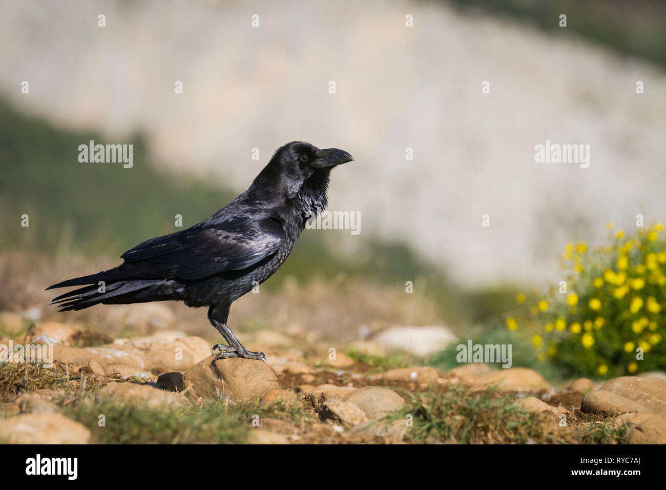 Crows and ravens hi-res stock photography and images - Alamy