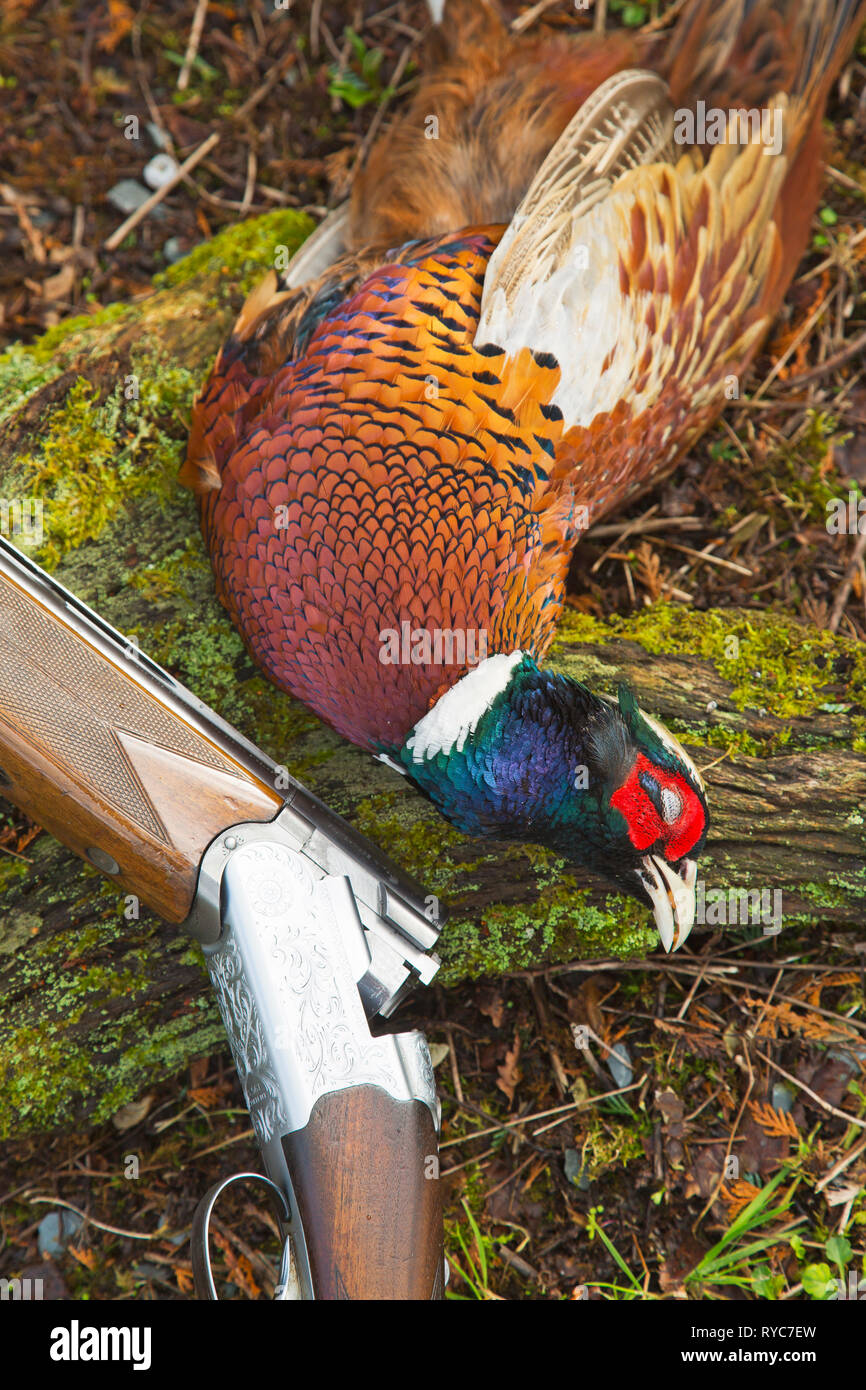 Dead pheasant and shot gun still life Stock Photo - Alamy
