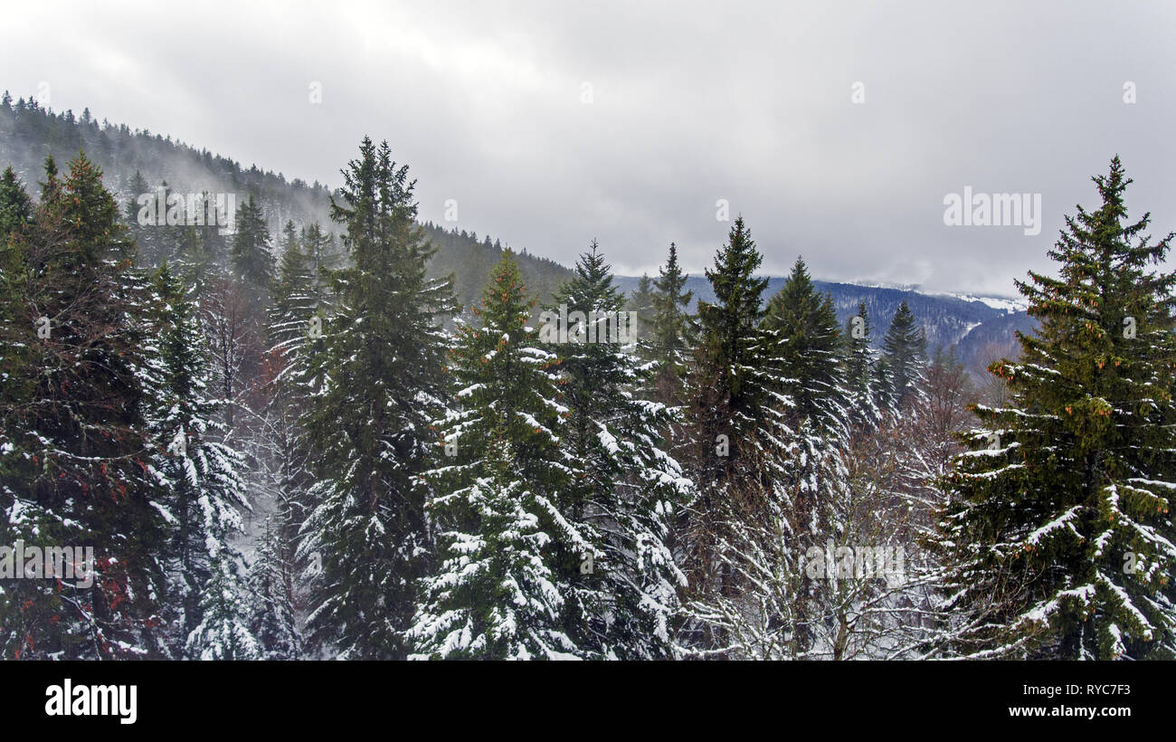 Stunning drone shot of a snowy alpine forest. The top down drone shot ...