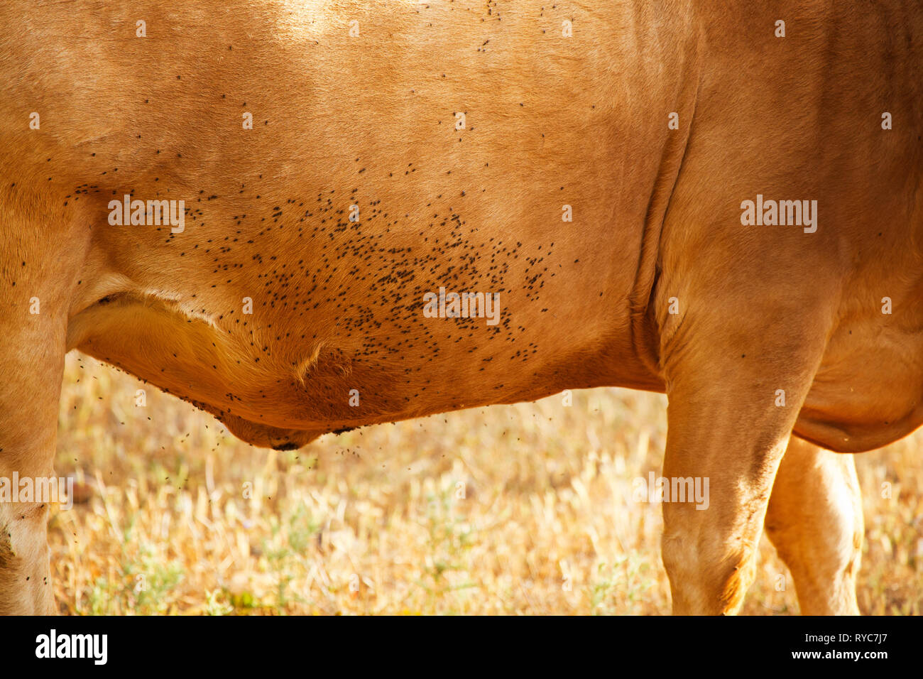 Flies pestering cattle Stock Photo - Alamy