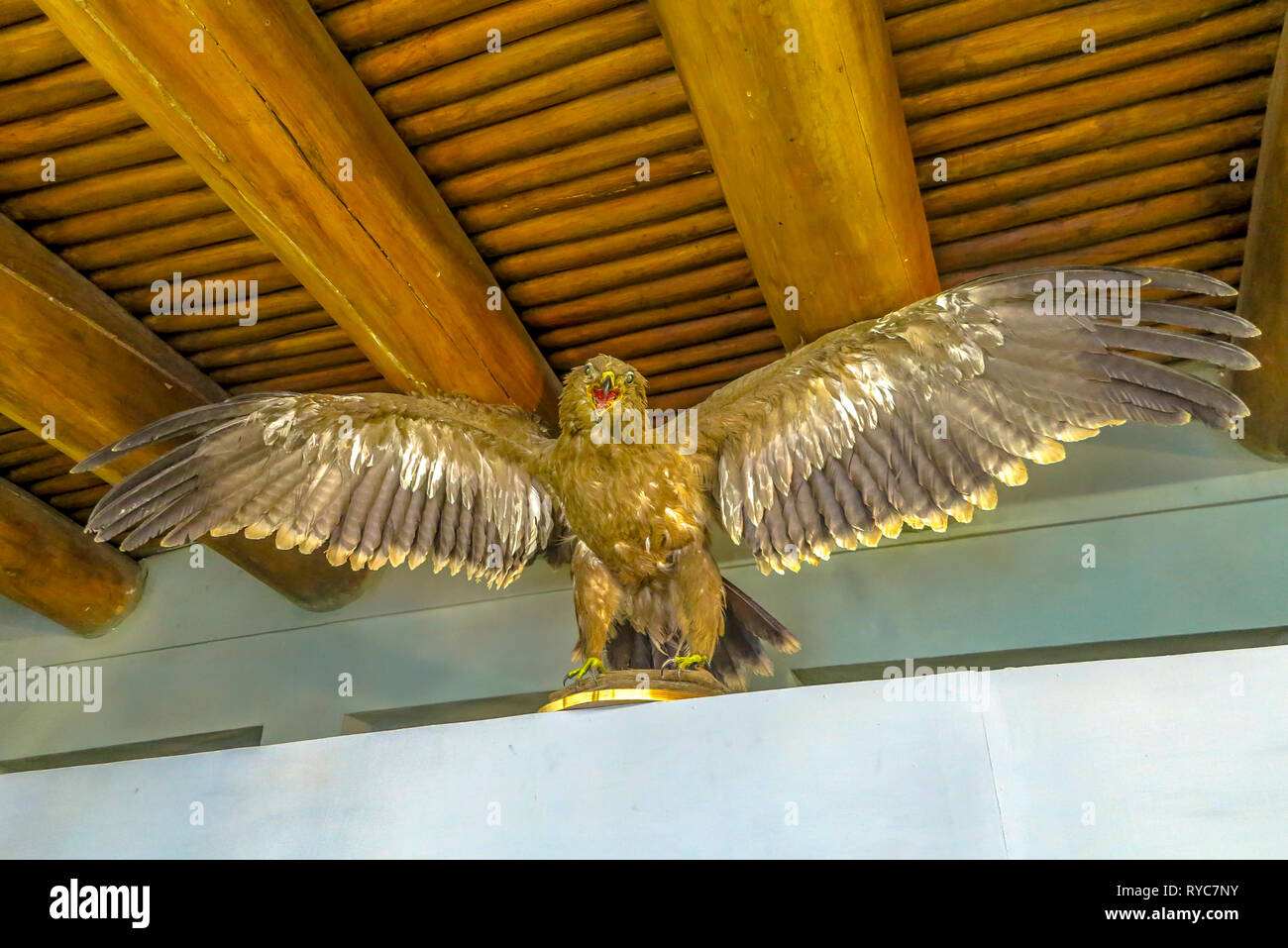 Bukhara Old City Ark Citadel Stuffed Eagle Spreading Wings Stock Photo ...