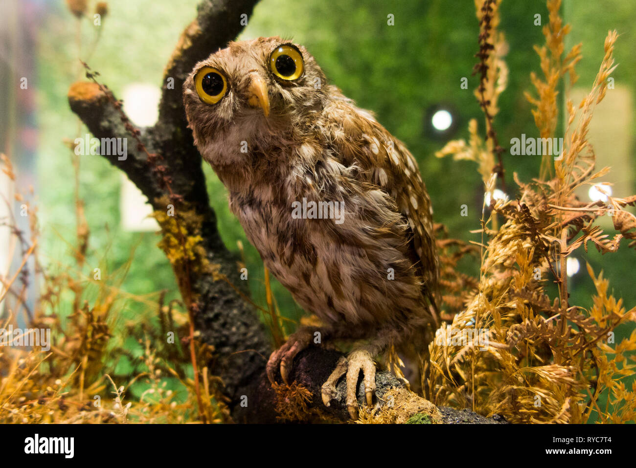 Hospital of our lady with the rose hi-res stock photography and images ...