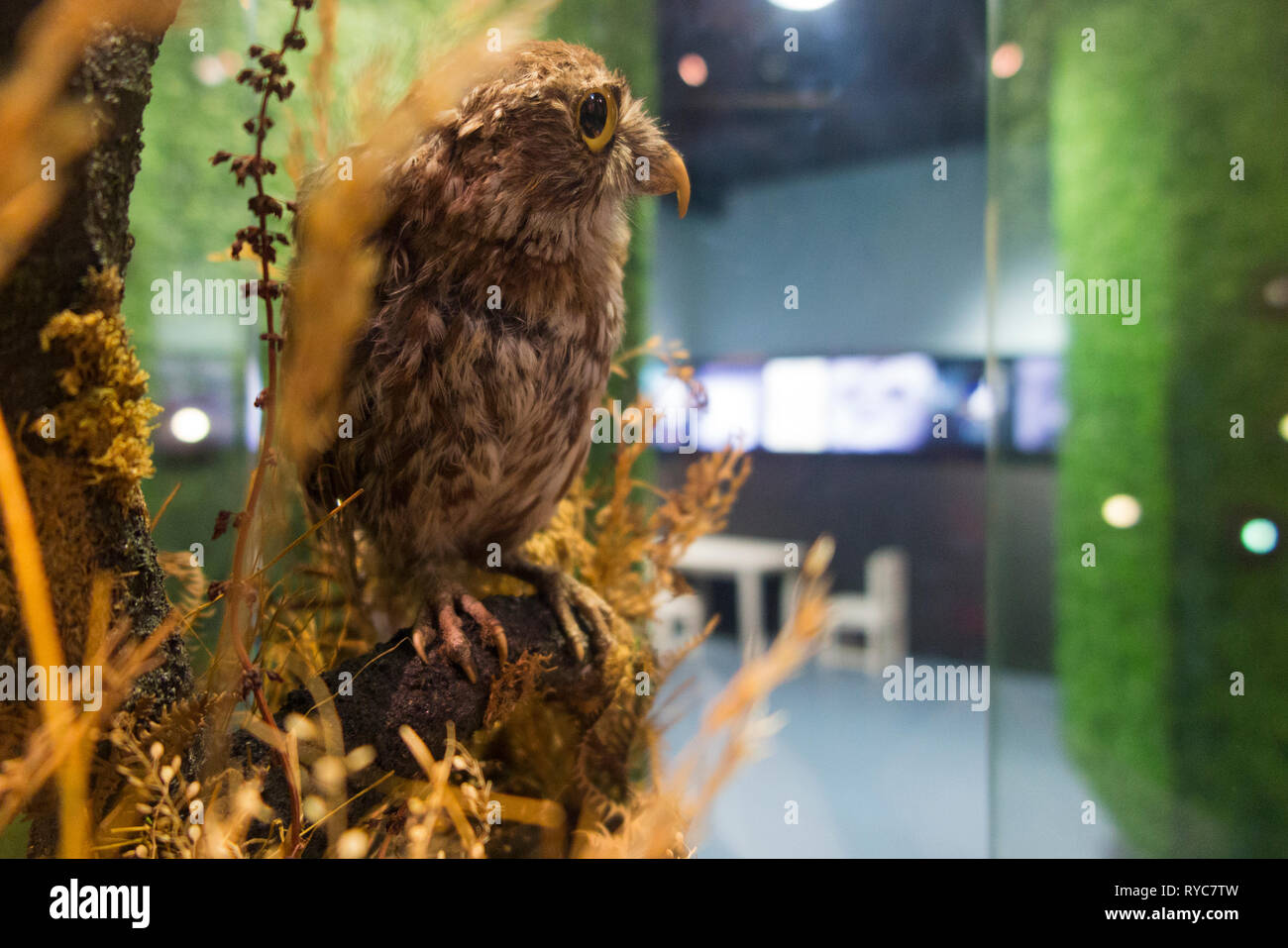 Florence Nightingale's stuffed pet owl, ' Athena ', inside the rose ...
