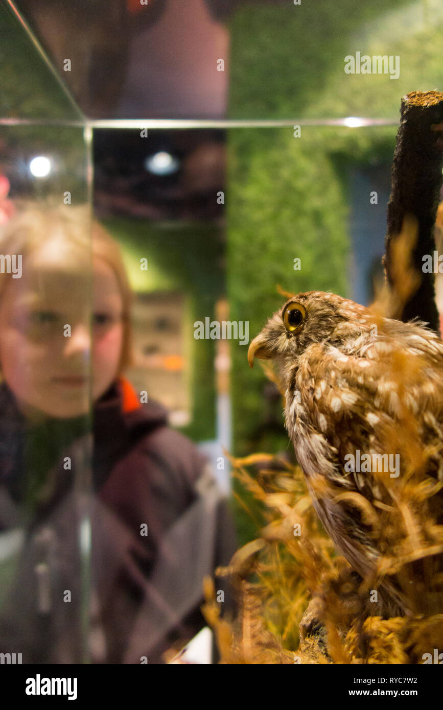 Florence Nightingale's stuffed pet owl, ' Athena ', inside the rose ...