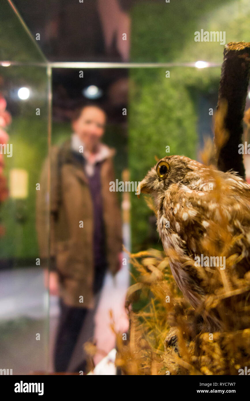 Tourist visit viewing is Florence Nightingale's stuffed pet owl ...