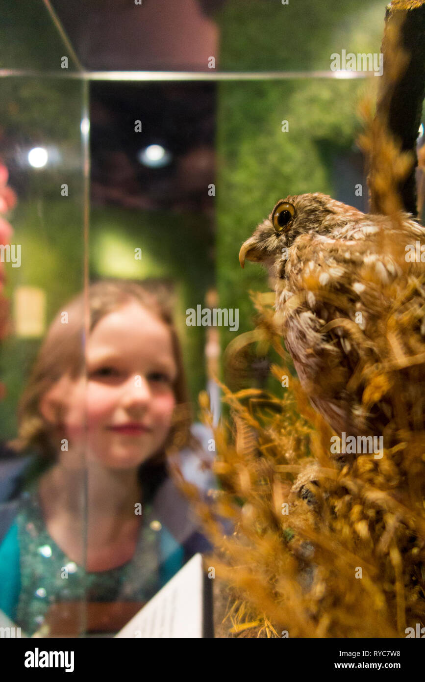 Florence Nightingale's stuffed pet owl, ' Athena ', inside the rose ...