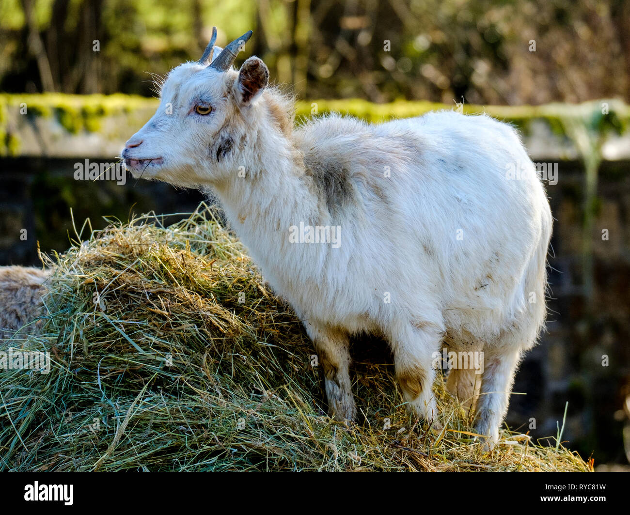 Goat in spring hi-res stock photography and images - Alamy