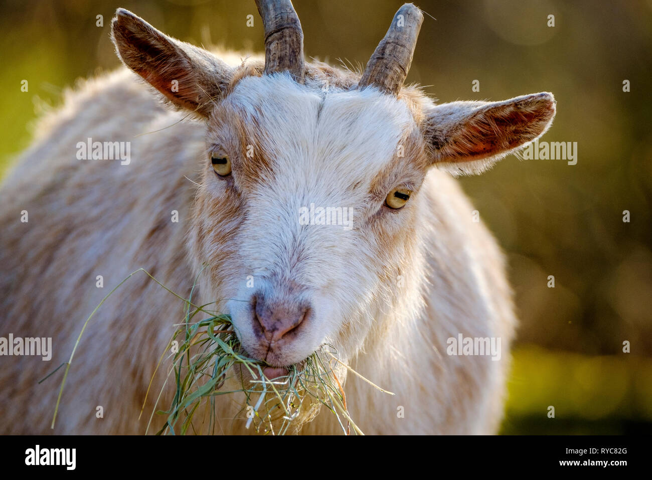Female pygmy goat hi-res stock photography and images - Alamy