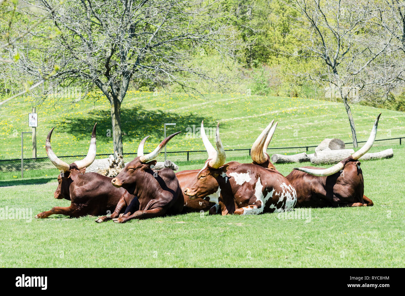 Big horns hi-res stock photography and images - Alamy