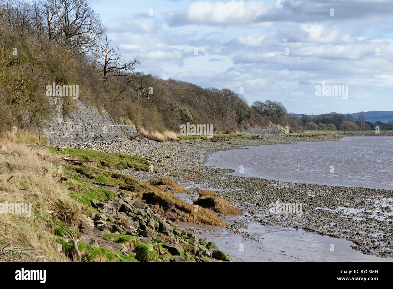 Jurassic Blue Lias Rocks at Hock Cliff, Fretherne, Gloucestershire, UK ...