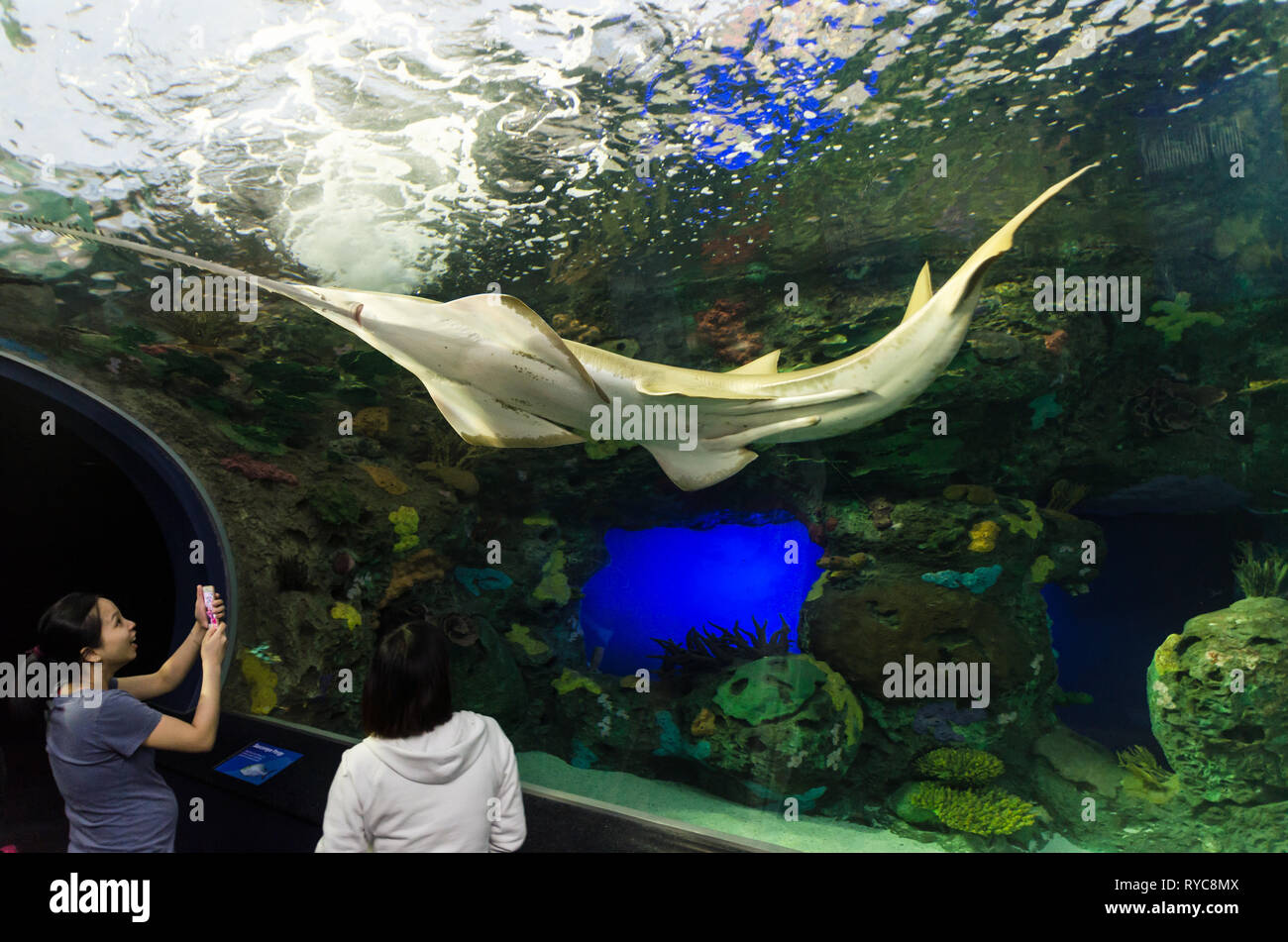 Visitors taking pictures of a sawfish, Ripley's Aquarium of Canada ...