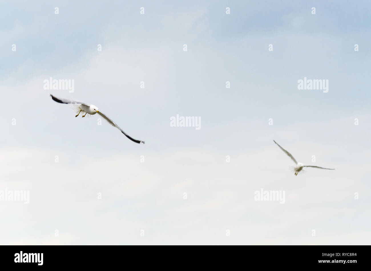 Two seagulls in flight Stock Photo - Alamy